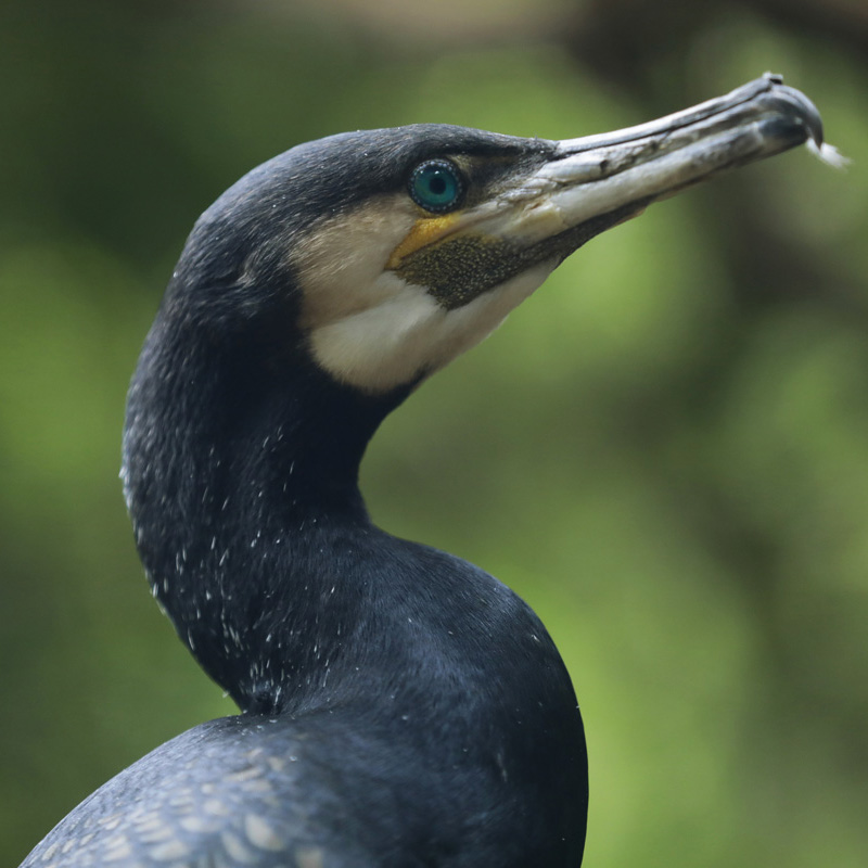 Animals & Trails - Night Safari | Mandai Wildlife Reserve