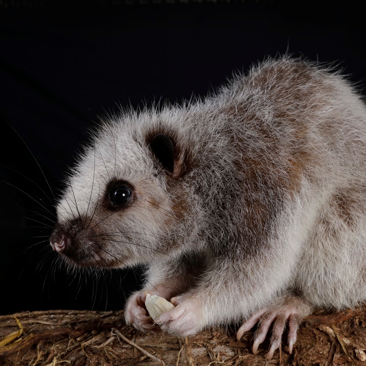 Leopard Trail - Night Safari