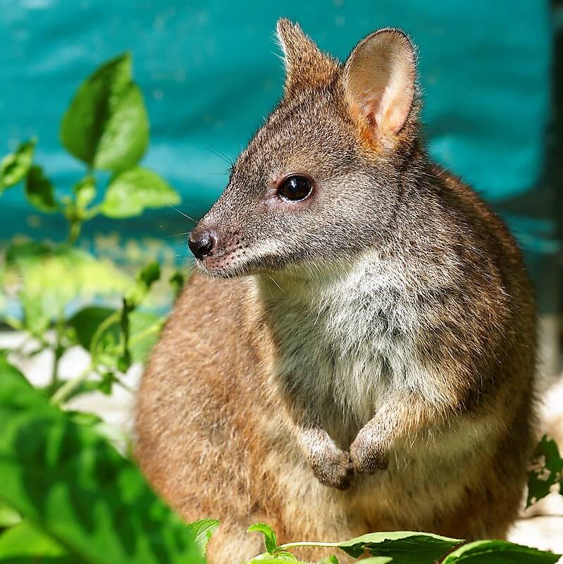 Animals & Trails - Night Safari | Mandai Wildlife Reserve