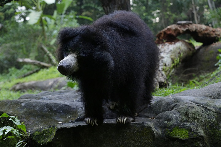 Press Room - New arrival of sloth bear cubs at Night Safari