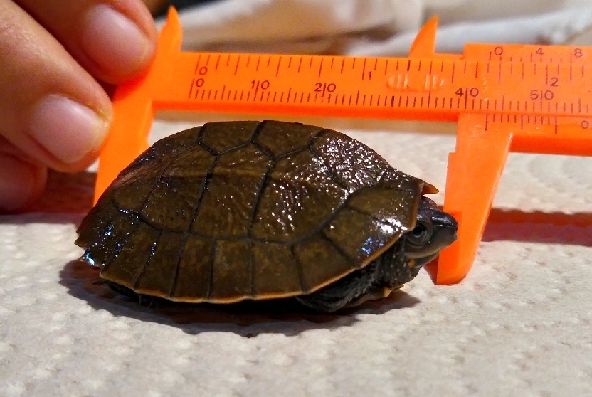 Press Room - Palawan Forest Turtle hatched under human care