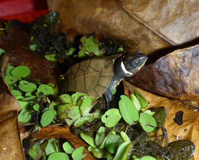 Press Room - Palawan Forest Turtle hatched under human care