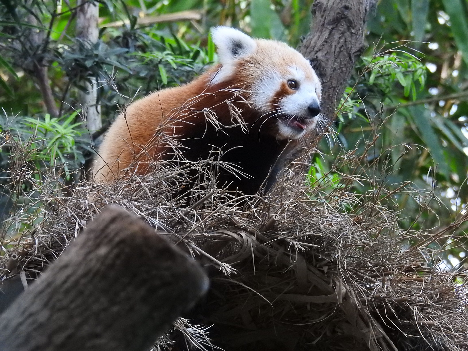 Press Room - Feisty Red Panda moves into Giant Panda Forest