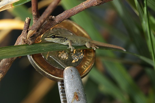 Press Room - Singapore Zoo's RepTopia marks first year