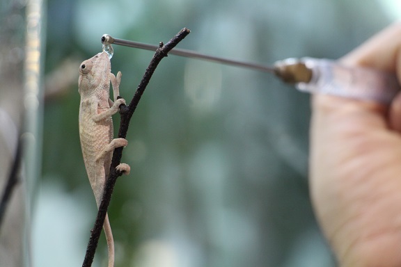 Press Room - Singapore Zoo's RepTopia marks first year