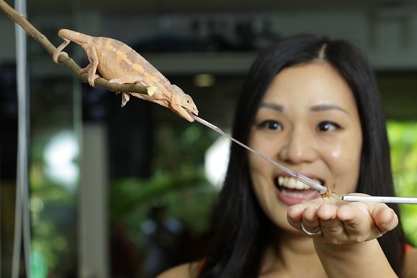 Press Room - Singapore Zoo's RepTopia marks first year