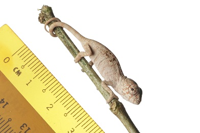 Press Room - Singapore Zoo's RepTopia marks first year