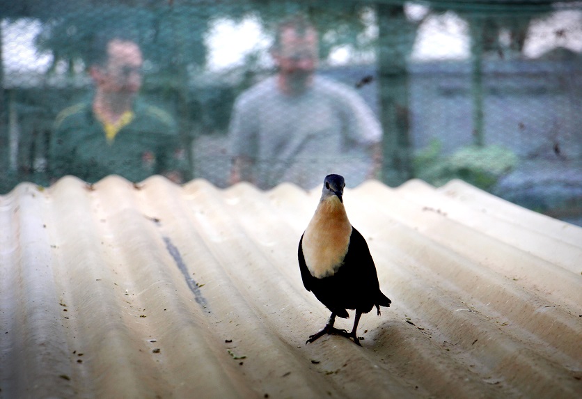 Press Room - Jurong Bird Park home to Santa Cruz Ground-Dove