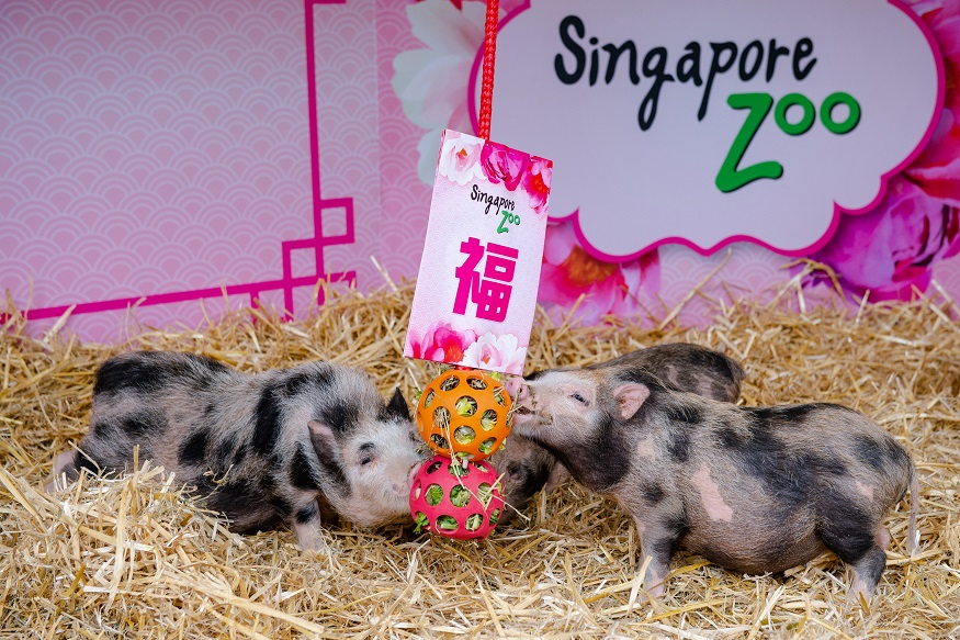 Press Room - Welcome the year of the pig