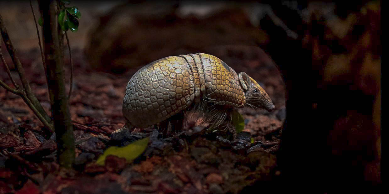 Press Room - Southern three-banded armadillo rolls into Night Safari