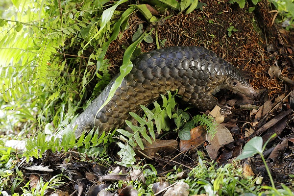 Press Room - World's 1st orthopaedic surgery on Sunda pangolin