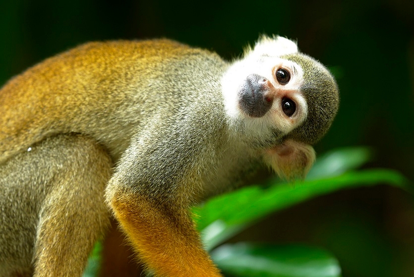 Staycay With River Wonders Mesmerizing Manatees