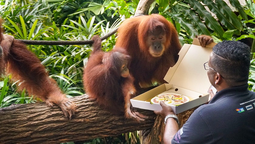 Press Room - Ah Meng turns 9 with her favourite indulgence