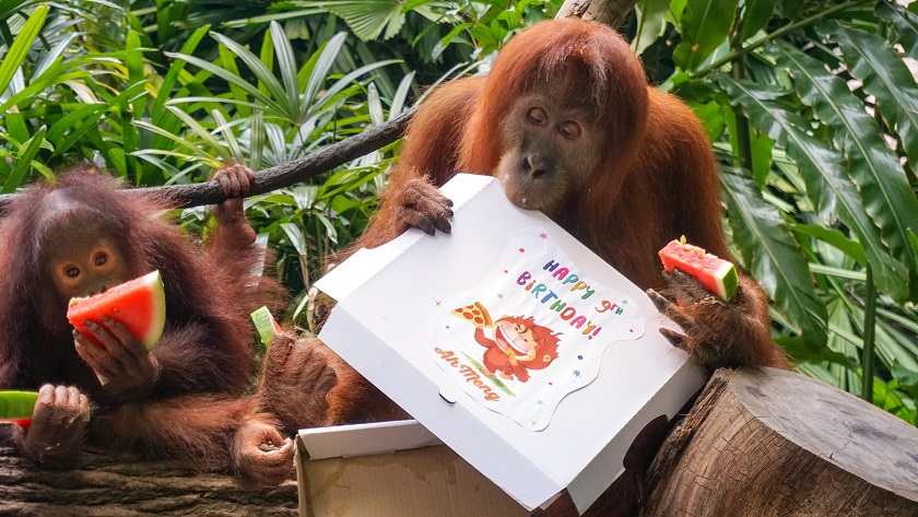 Press Room - Ah Meng turns 9 with her favourite indulgence