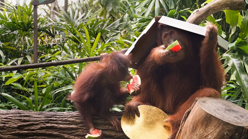 Press Room - Ah Meng turns 9 with her favourite indulgence