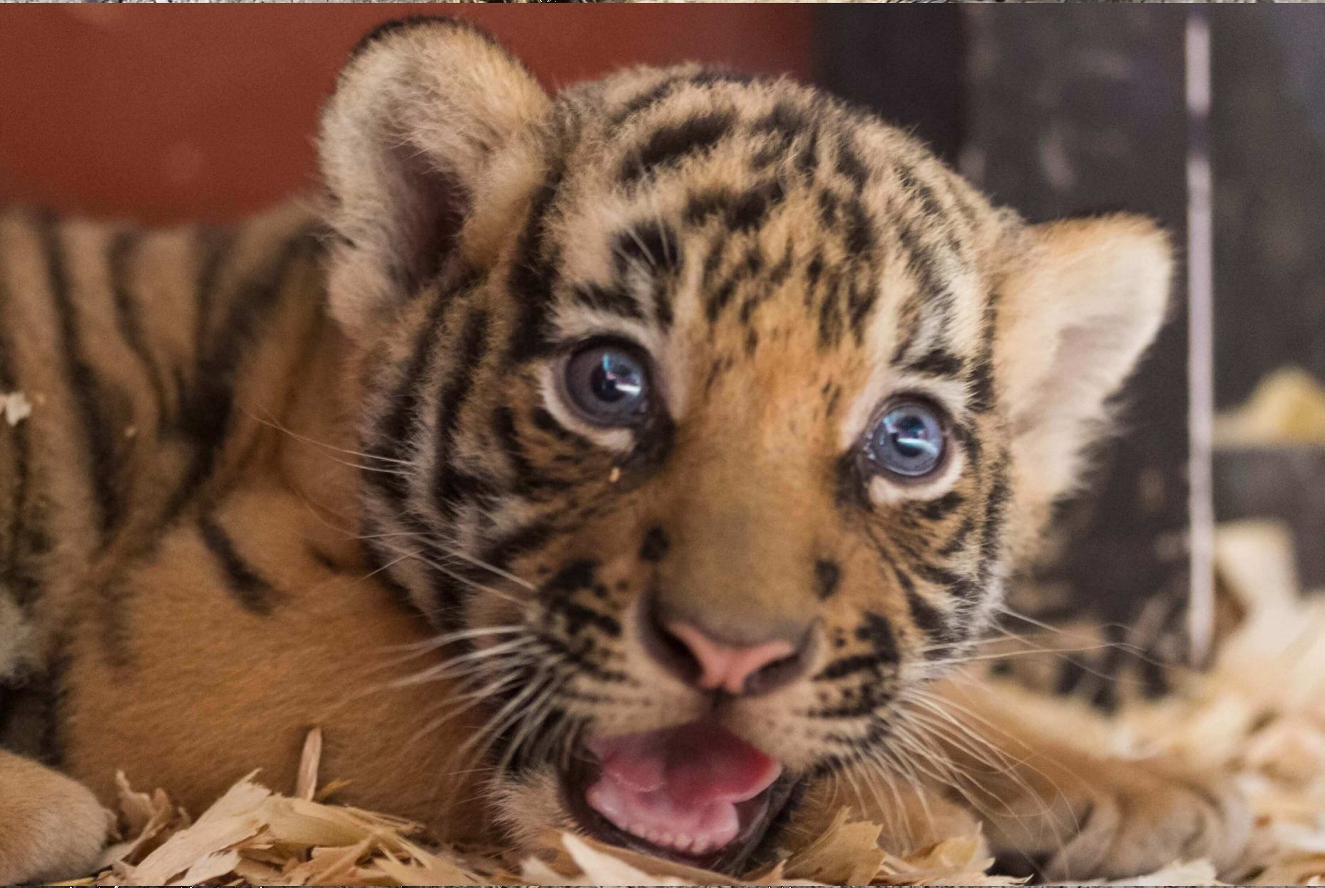 Press Room -Close to 400 Babies born and hatched in 2020