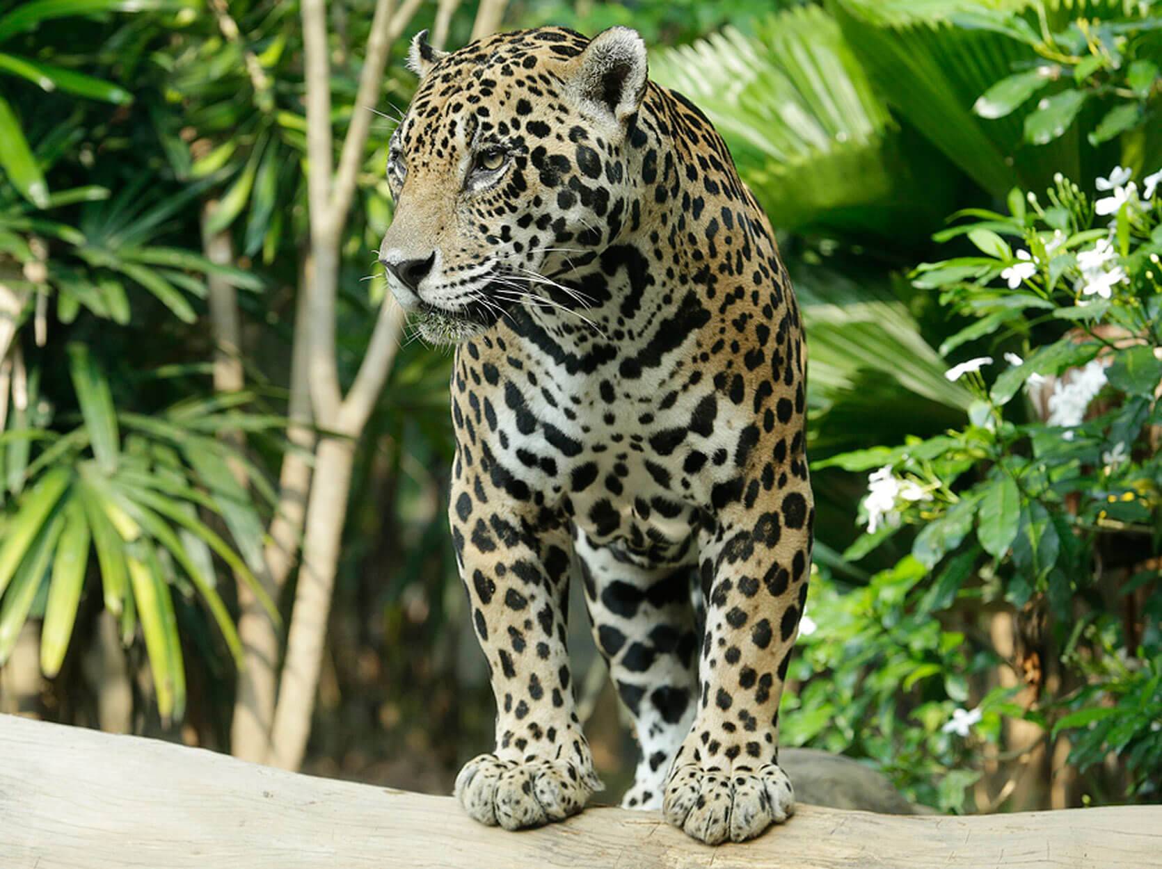 Amazon River Quest - River Wonders | Mandai Wildlife Reserve