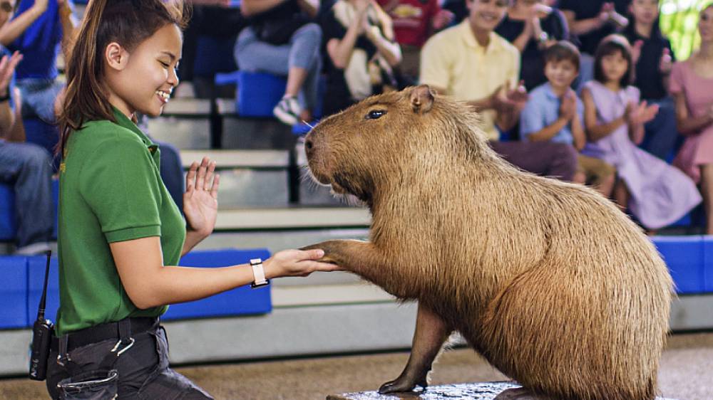 Capybara - River Wonders