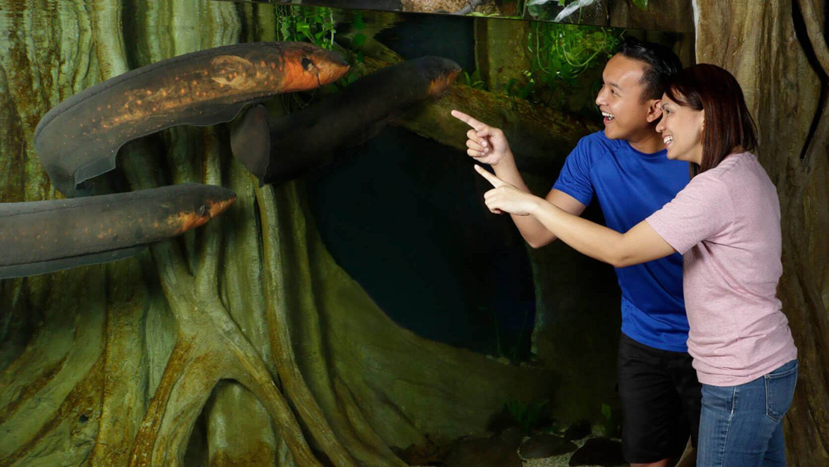 Electric Eel - River Wonders