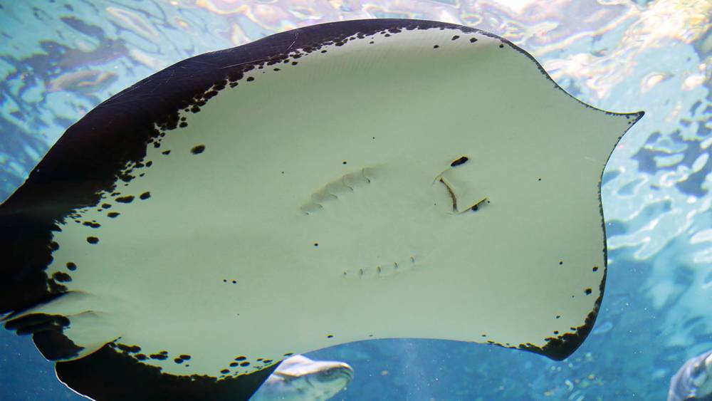 Giant Freshwater Stingray - River Wonders
