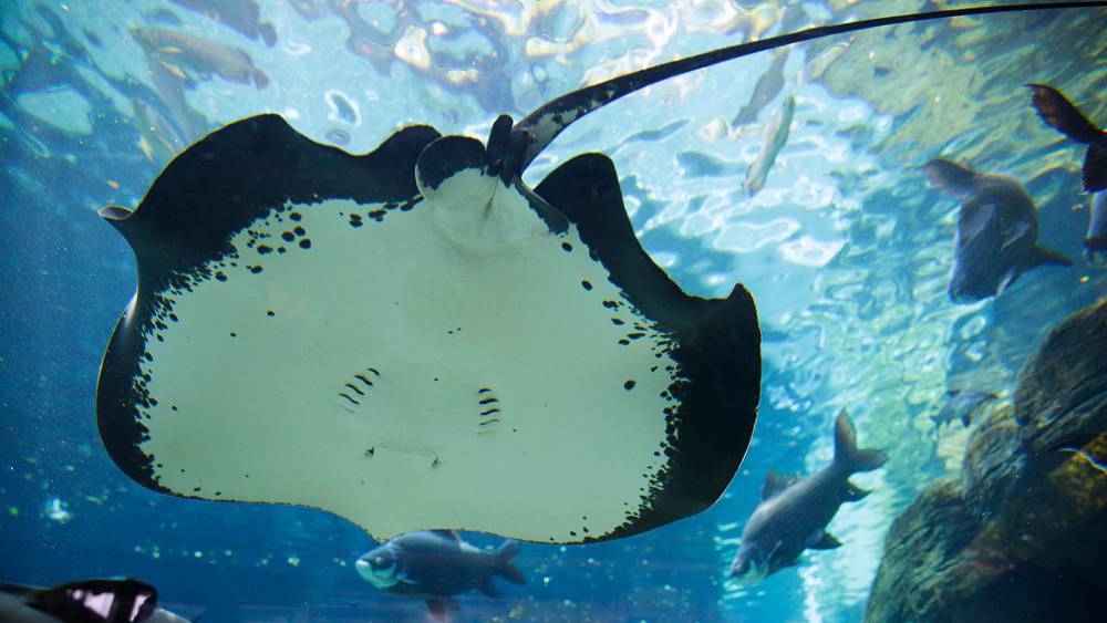 Giant Freshwater Stingray - River Wonders