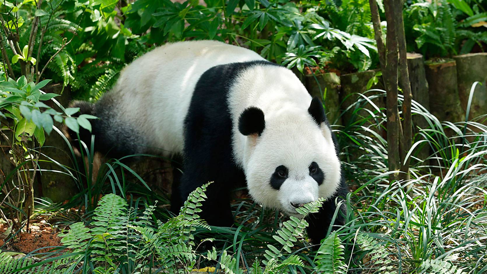 Giant Panda - River Wonders