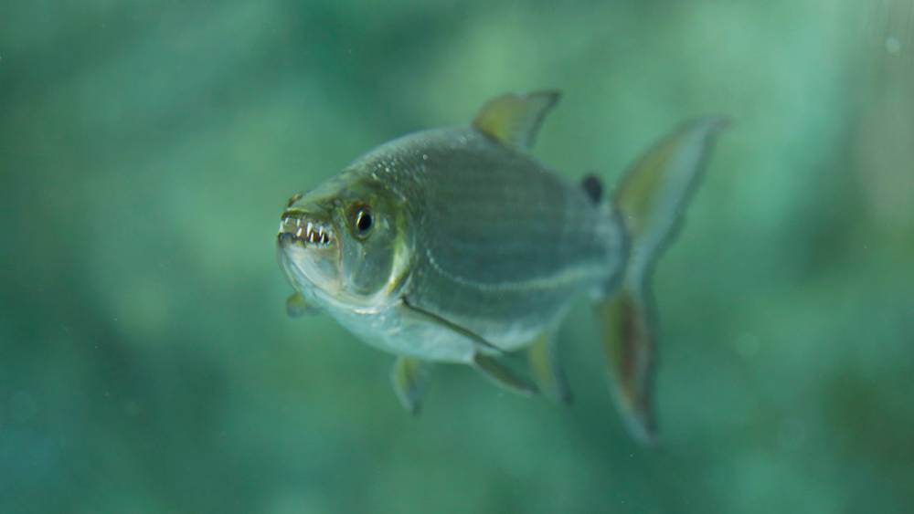 Goliath Tigerfish - River Wonders