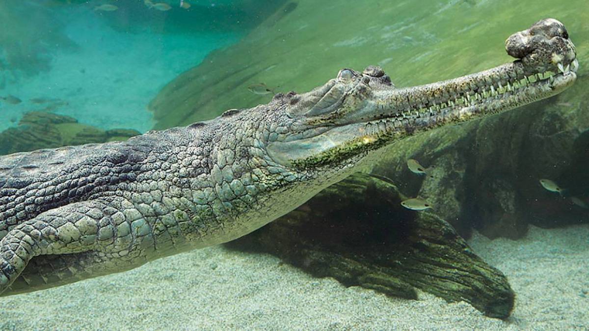Indian Gharial - River Wonders