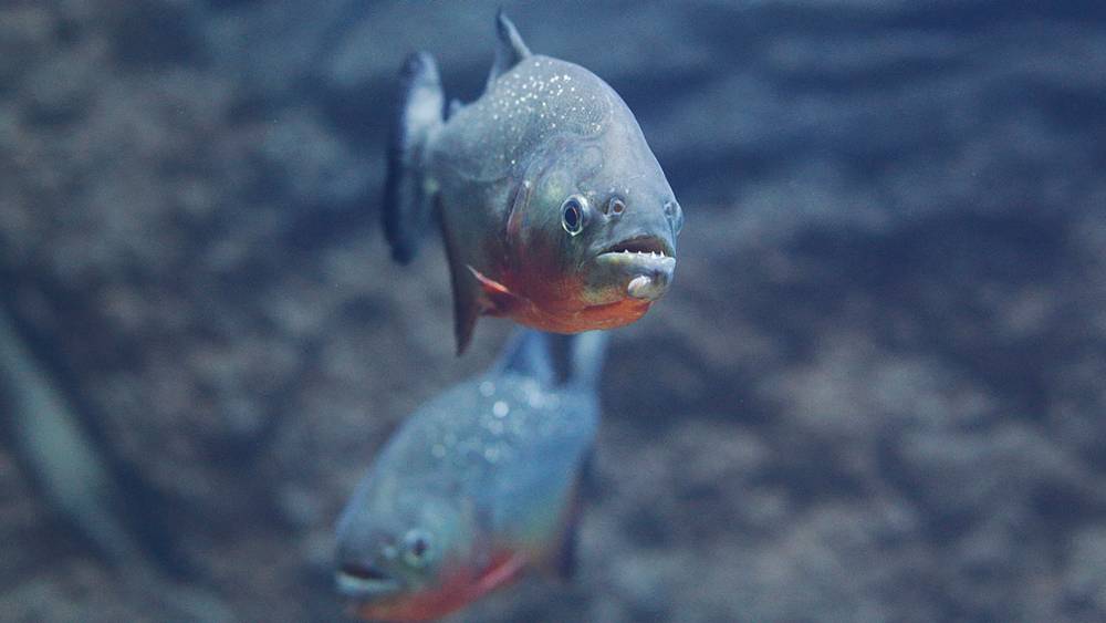 Red-bellied Piranha - River Wonders
