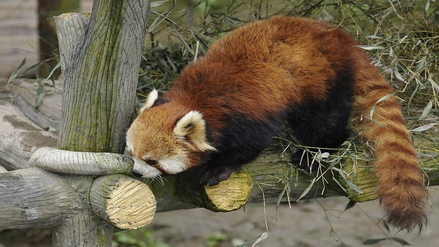 Red Panda - River Wonders