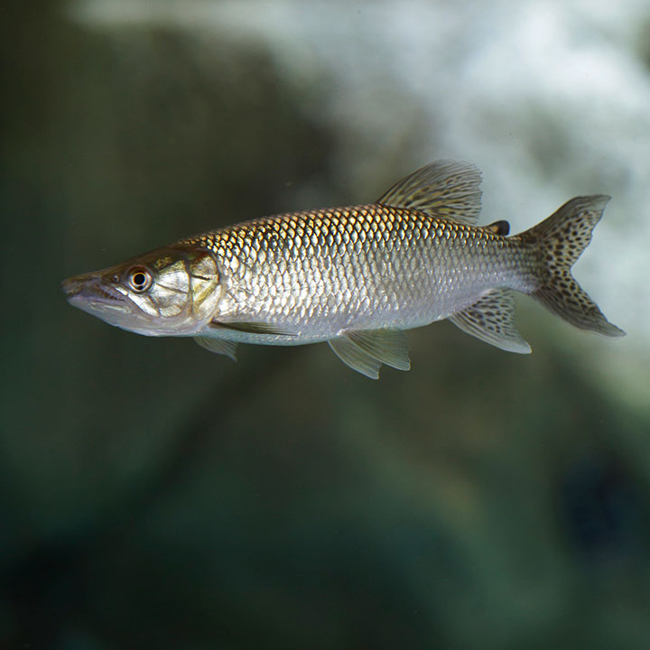 Nile River - River Wonders