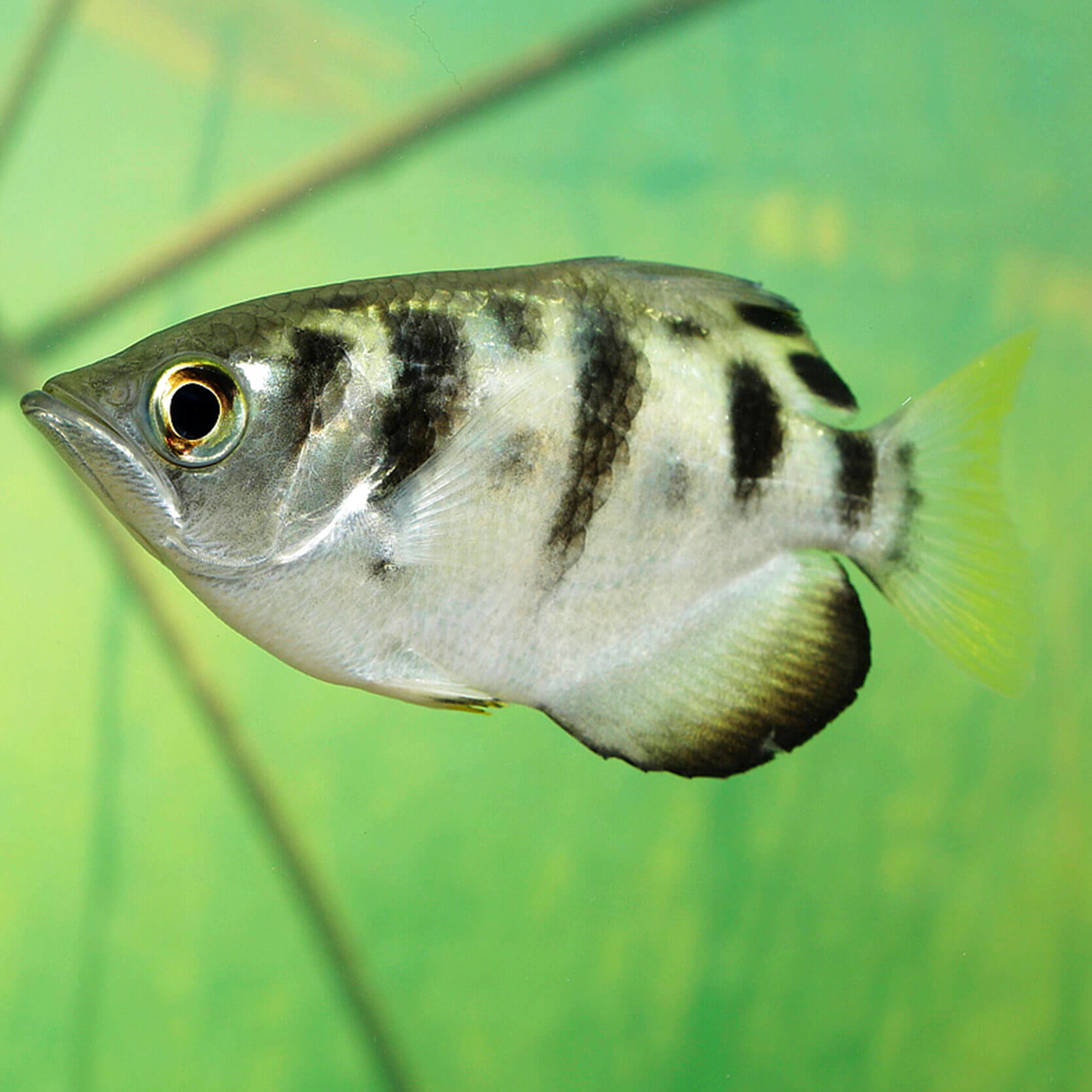 Mary River - River Wonders