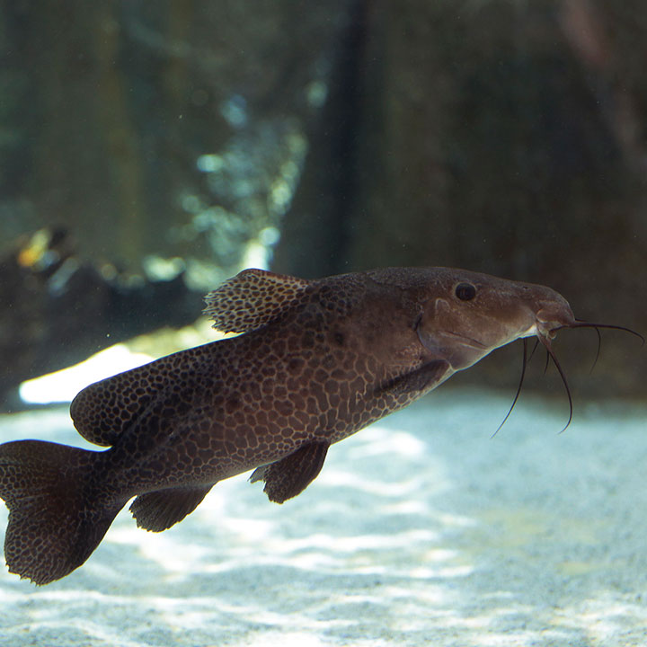 Nile River - River Wonders