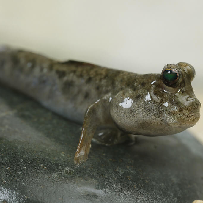 Mary River - River Wonders