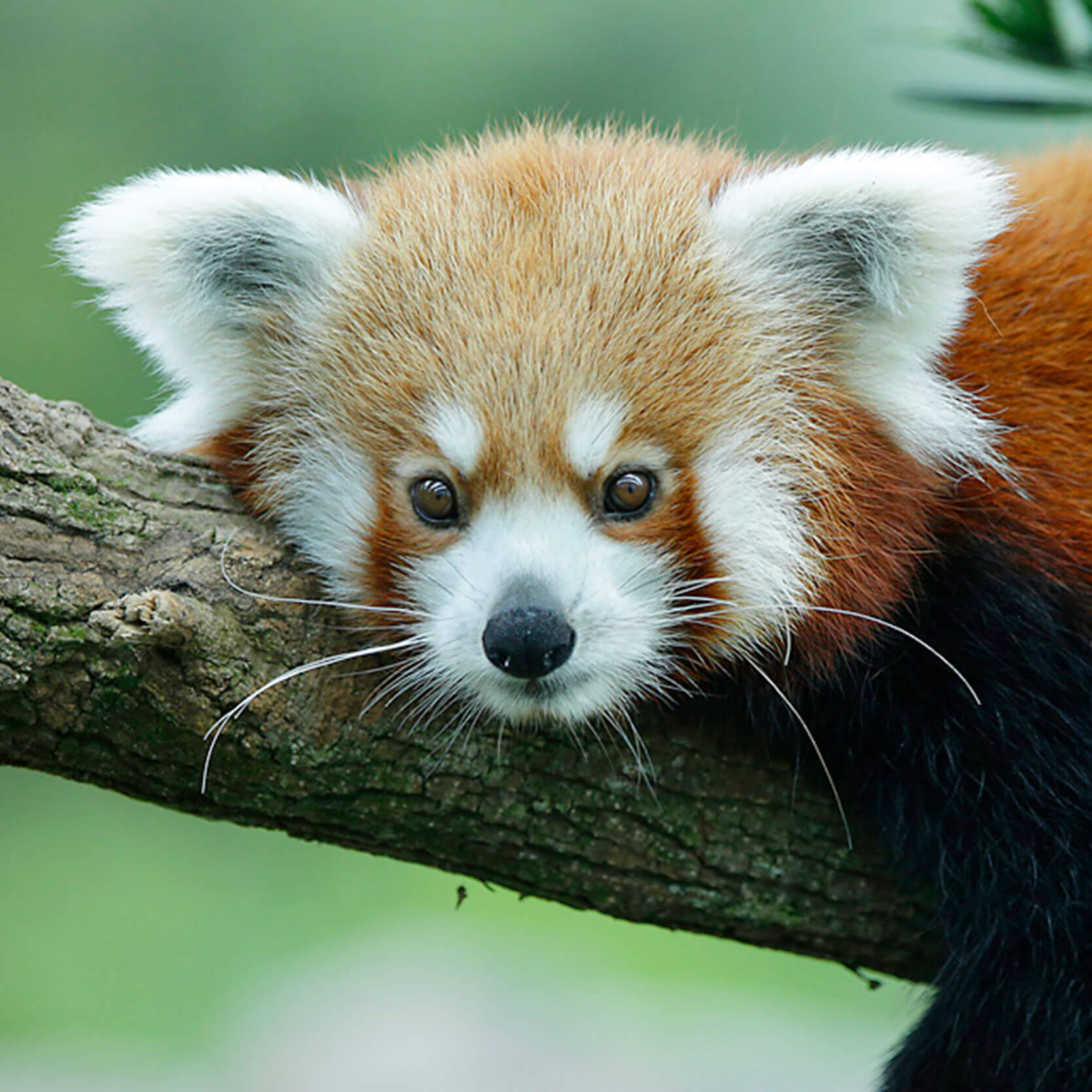 Red Panda - River Wonders