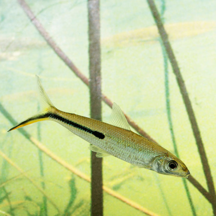 Animals & Zones - River Wonders