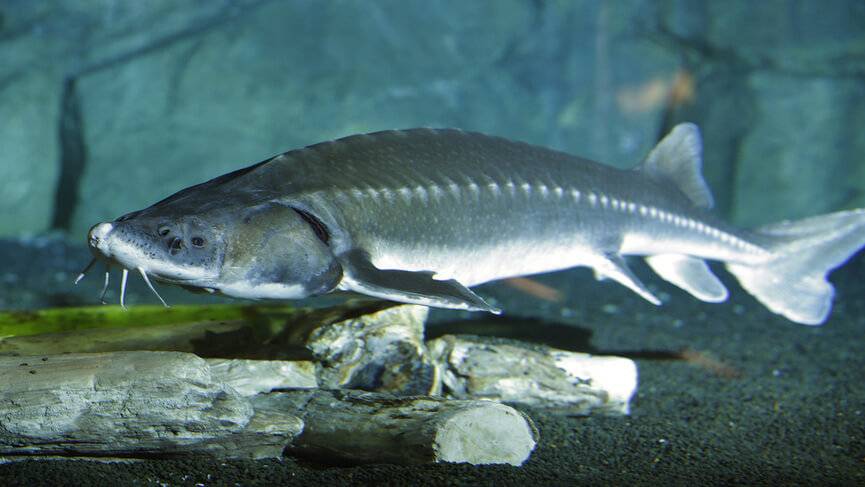Sturgeons - River Wonders