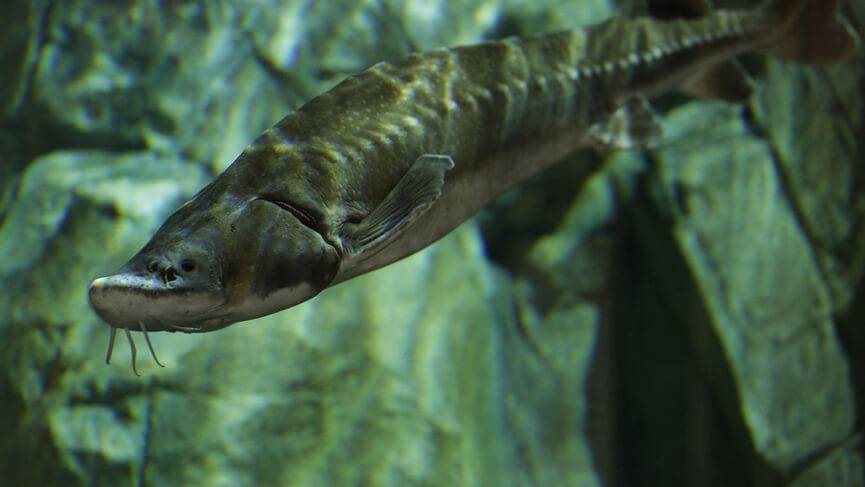 Sturgeons - River Wonders