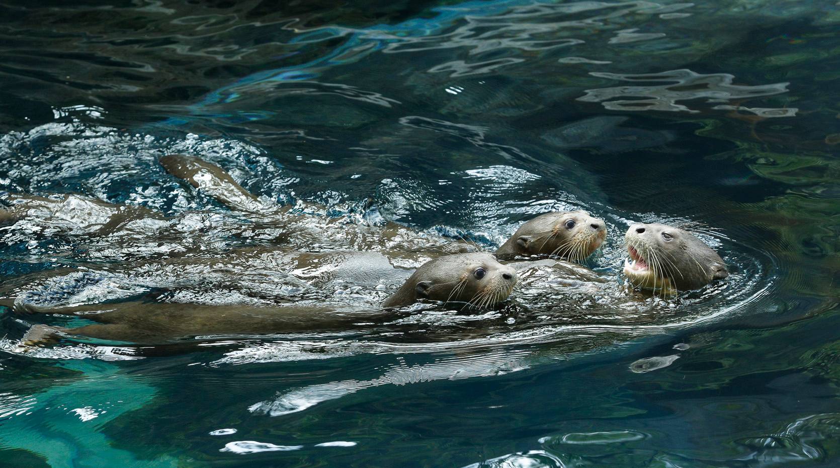 Amazon Flooded Forest - River Wonders