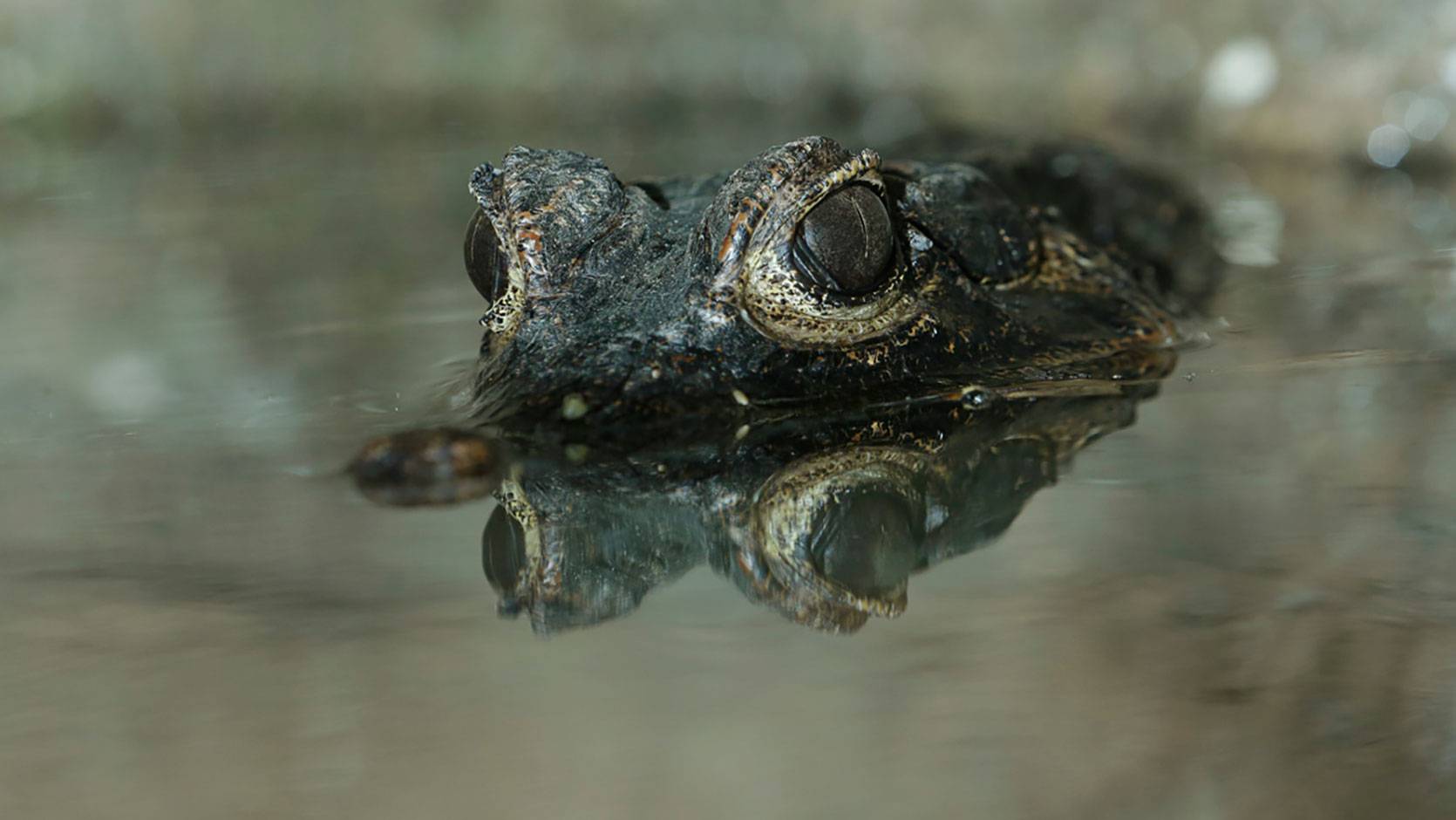 Congo River - River Wonders
