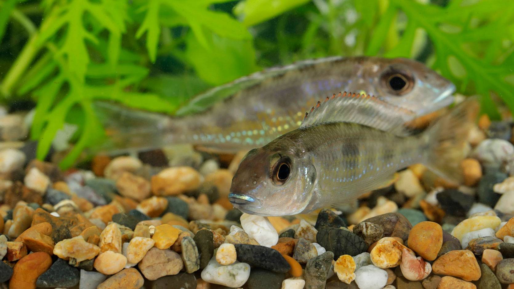 Congo River - River Wonders