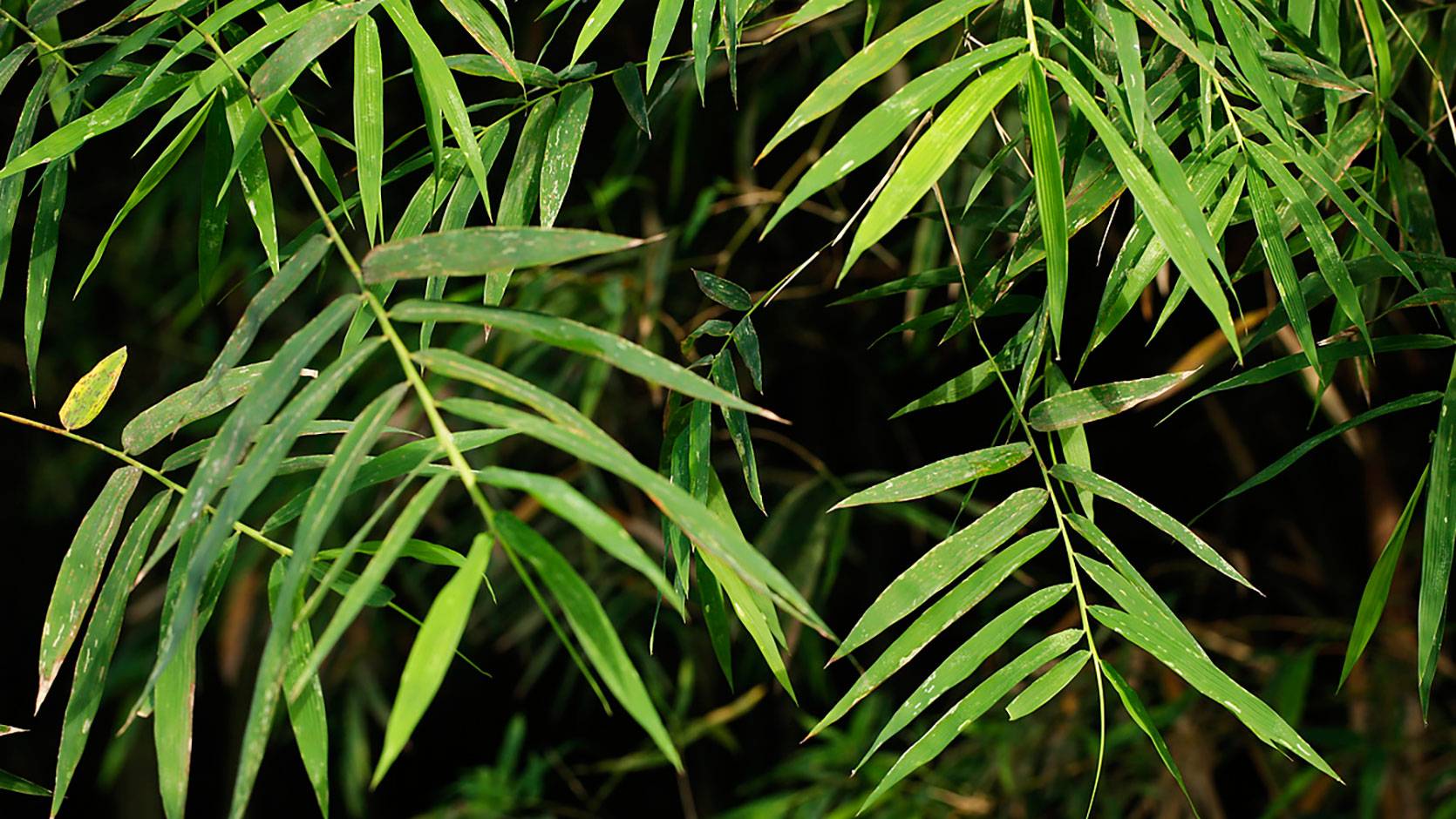 Pavilion Capital Giant Panda Forest - River Wonders