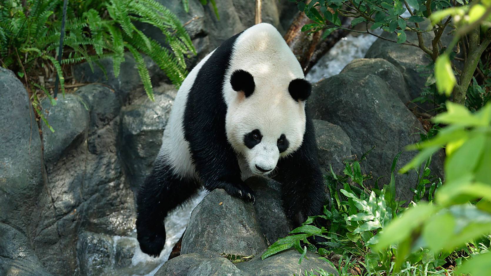 Pavilion Capital Giant Panda Forest - River Wonders