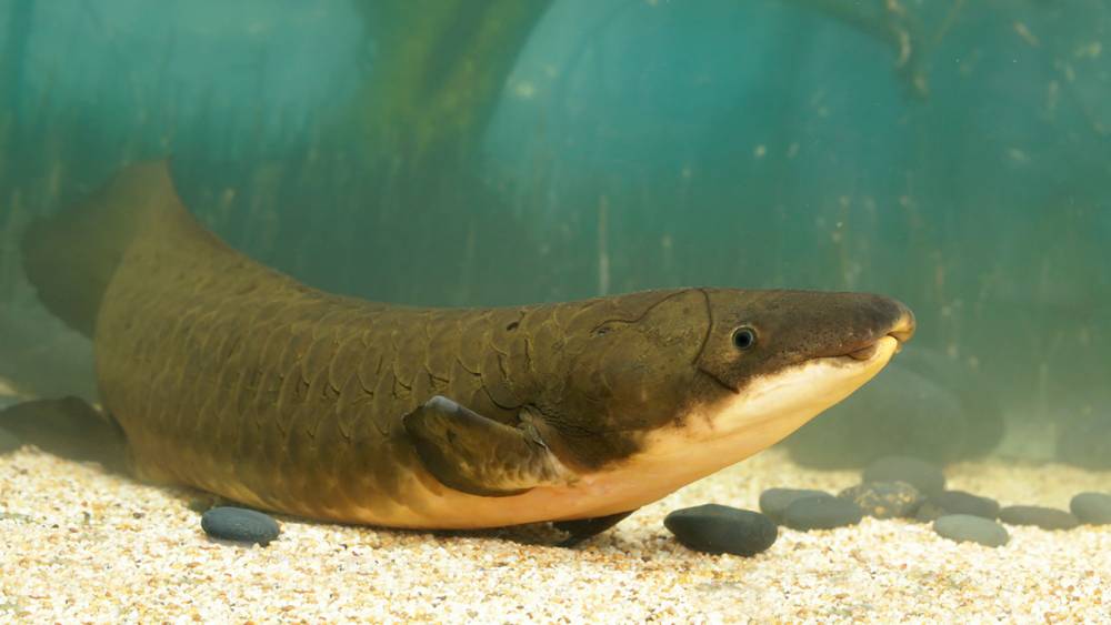 Mary River - River Wonders