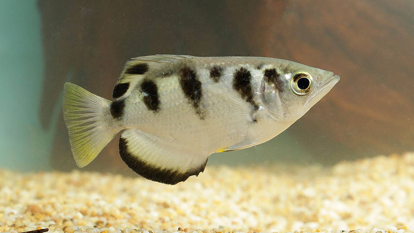 Mary River - River Wonders