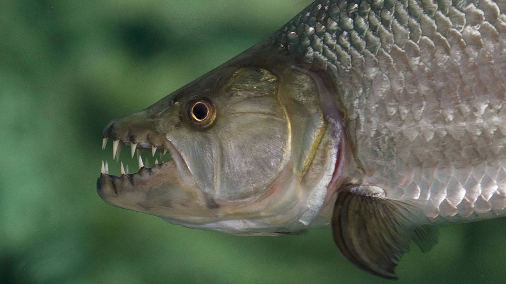 Nile River - River Wonders