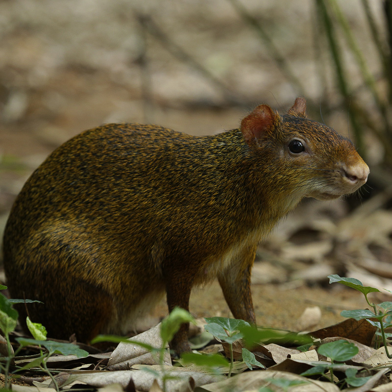 Amazonia Encounters - River Wonders