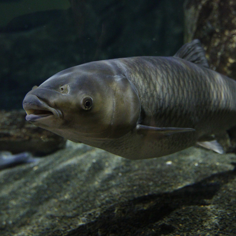 Yangtze River - River Wonders