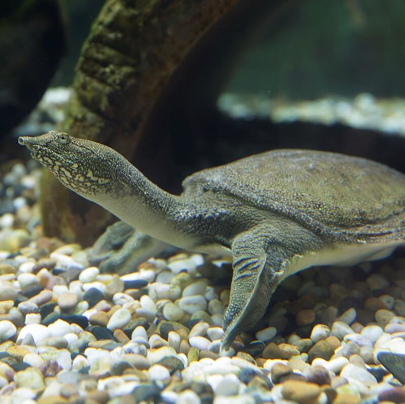 Yangtze River - River Wonders