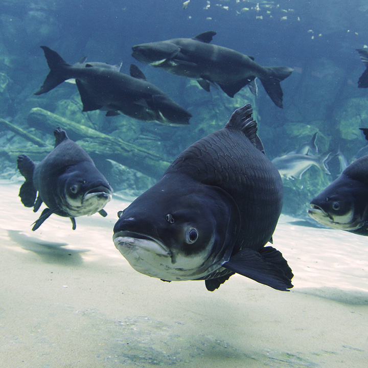 Mekong River - River Wonders